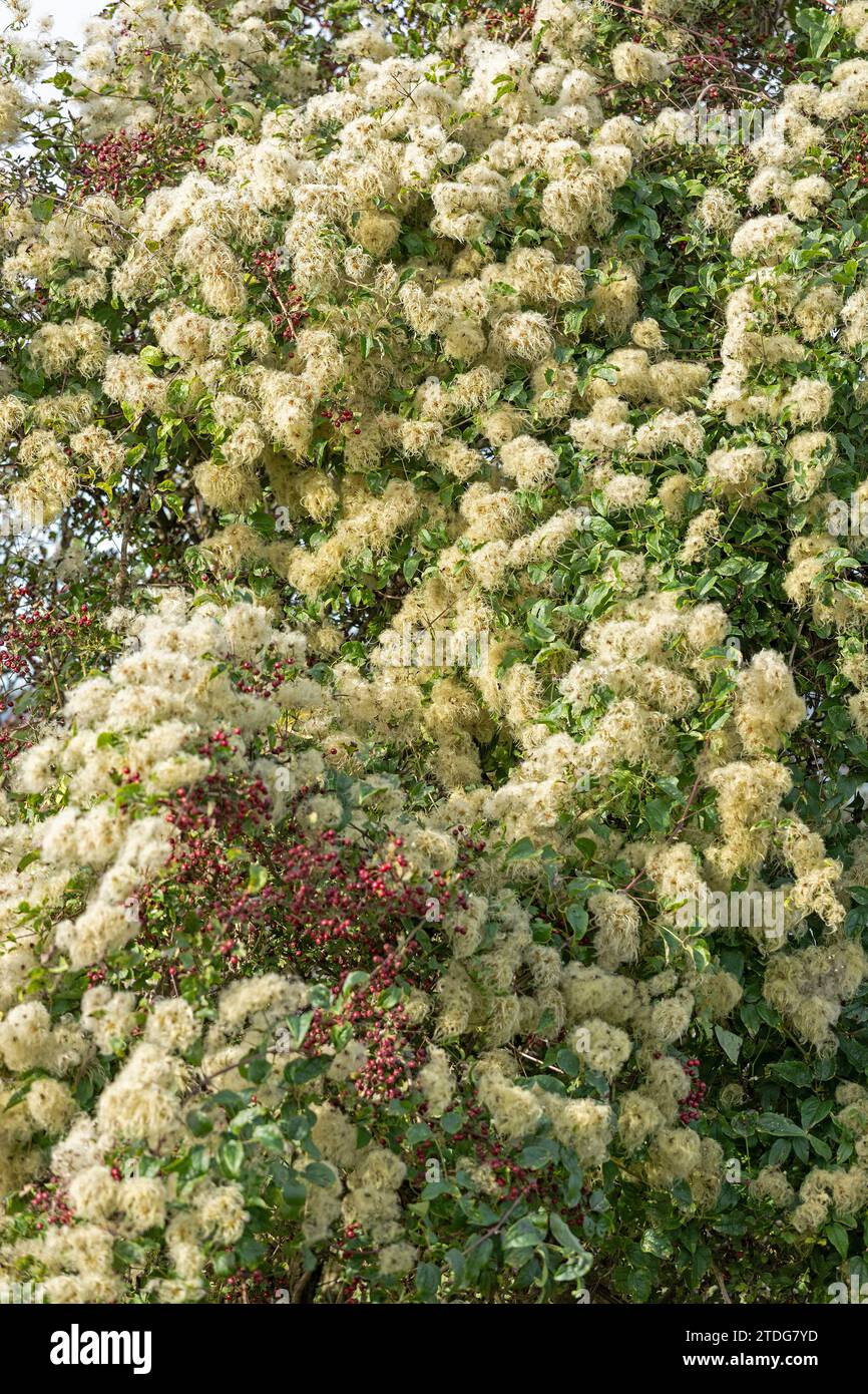 Mile-a-minute vine (Fallopia baldschuanica) overgrowing hawthorn ...
