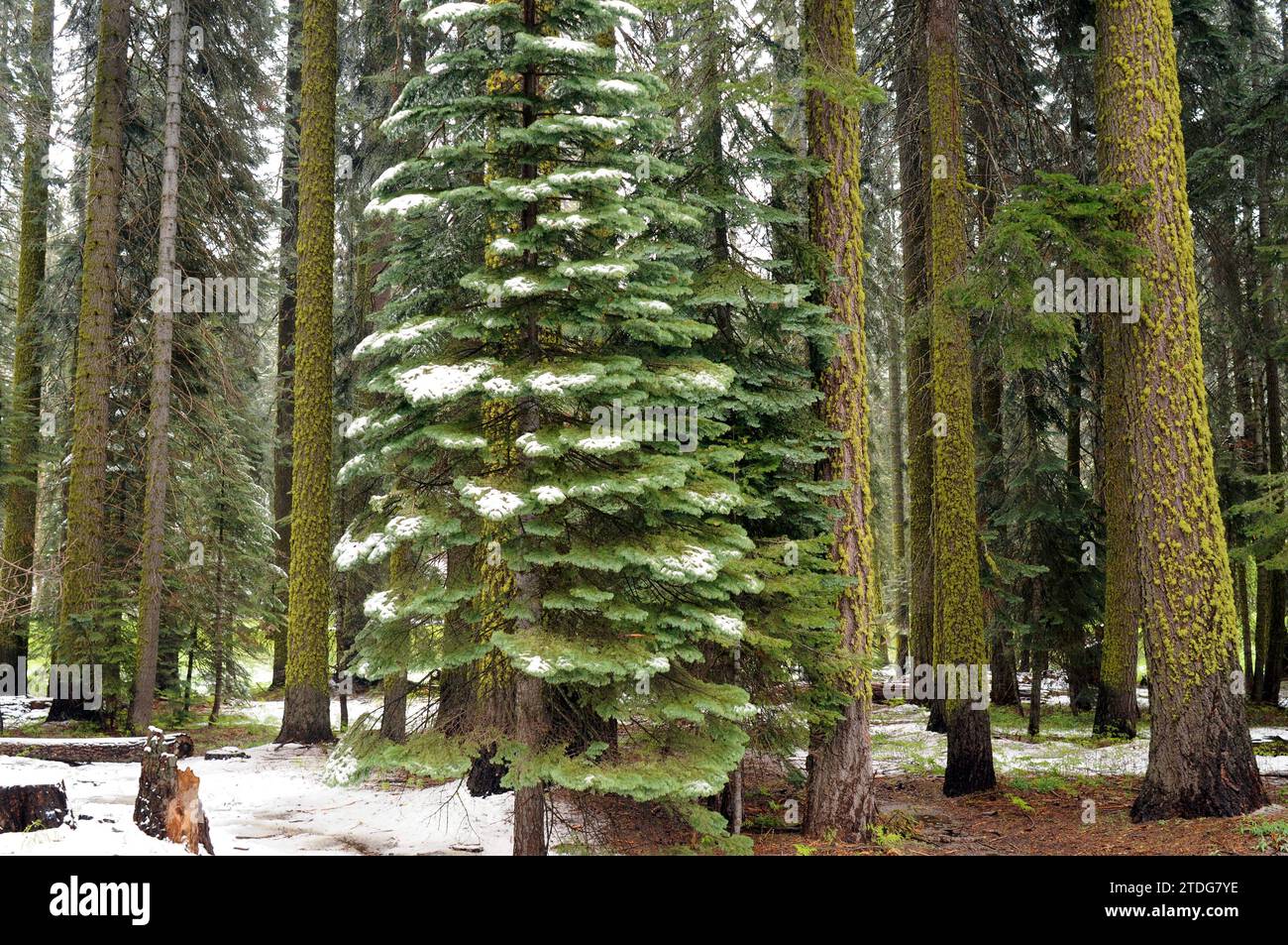 White fir (Abies concolor) is a coniferous tree native to western USA ...