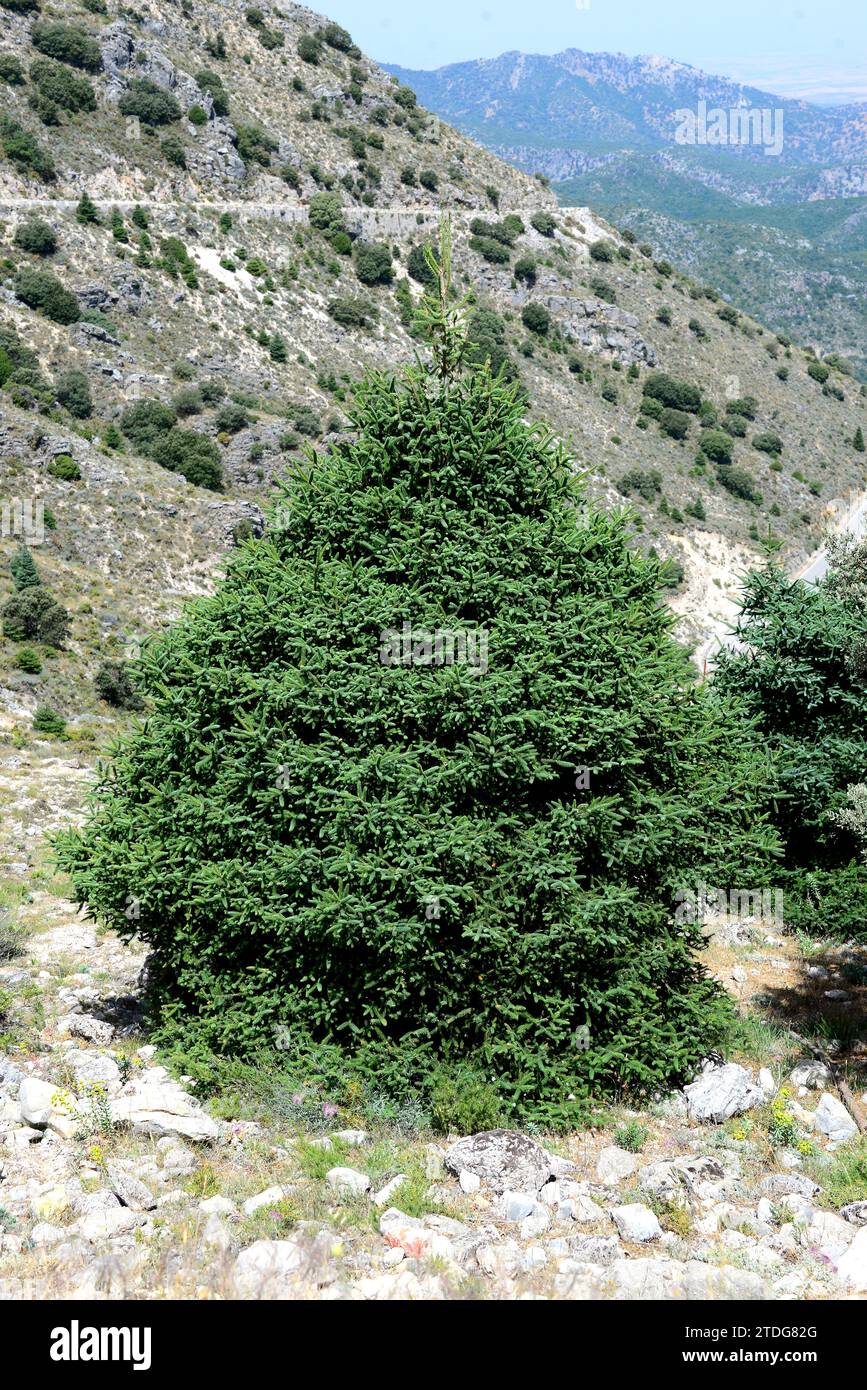 Spanish fir (Abies pinsapo) is a coniferous tree endemic to Cadiz and ...