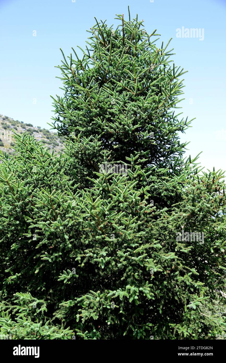 Spanish fir (Abies pinsapo) is a coniferous tree endemic to Cadiz and ...