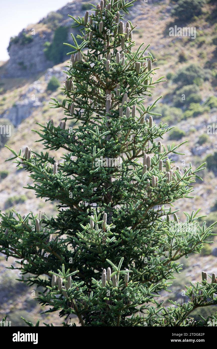 Spanish fir (Abies pinsapo) is a coniferous tree endemic to Cadiz and ...