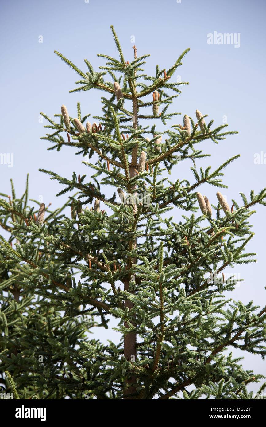 Spanish fir (Abies pinsapo) is a coniferous tree endemic to Cadiz and ...