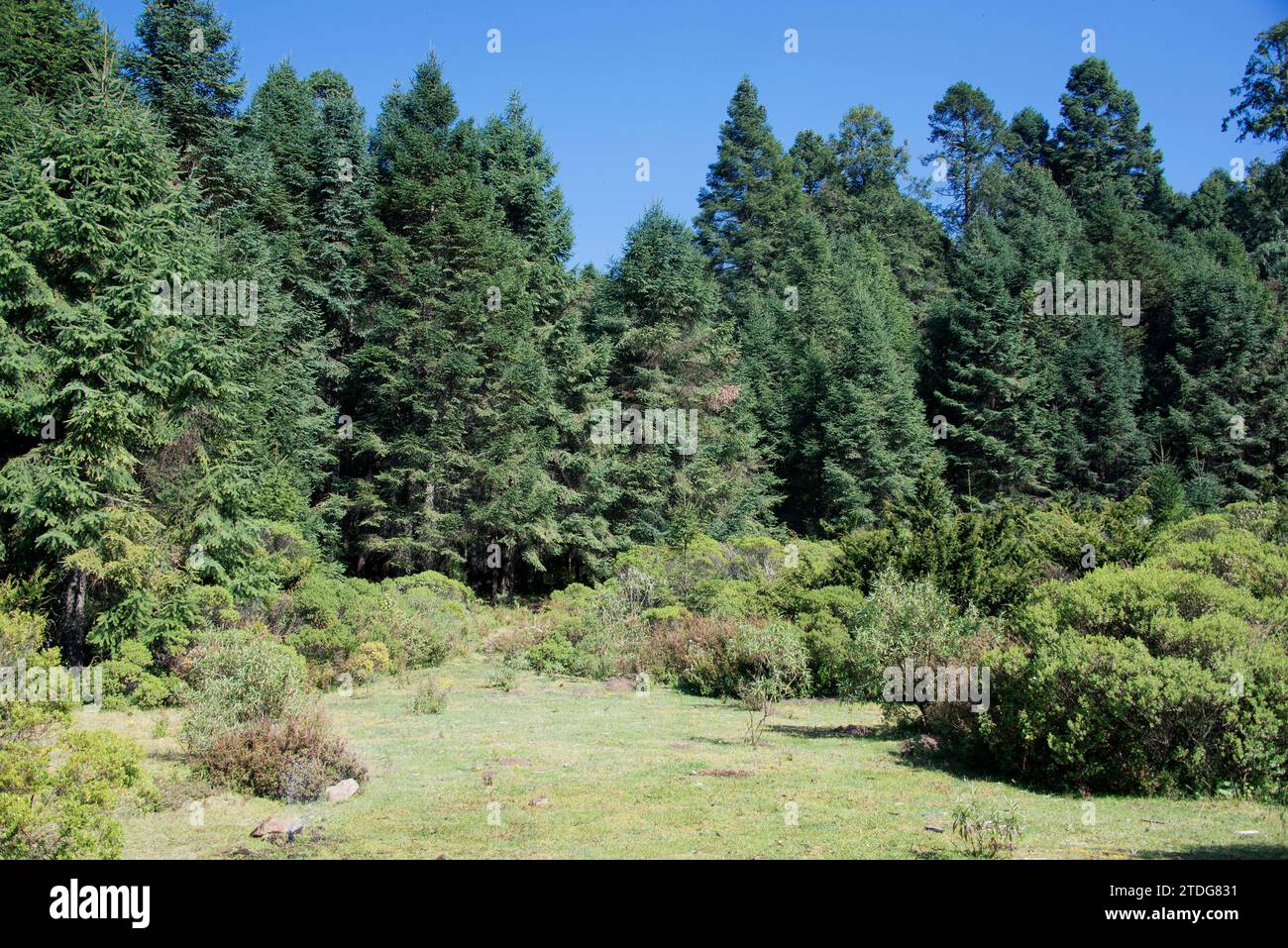 Oyamel or sacred fir (Abies religiosa) is a coniferous tree native to ...