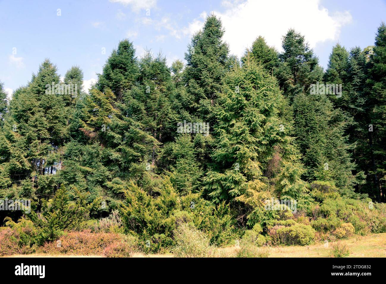 Oyamel or sacred fir (Abies religiosa) is a coniferous tree native to ...