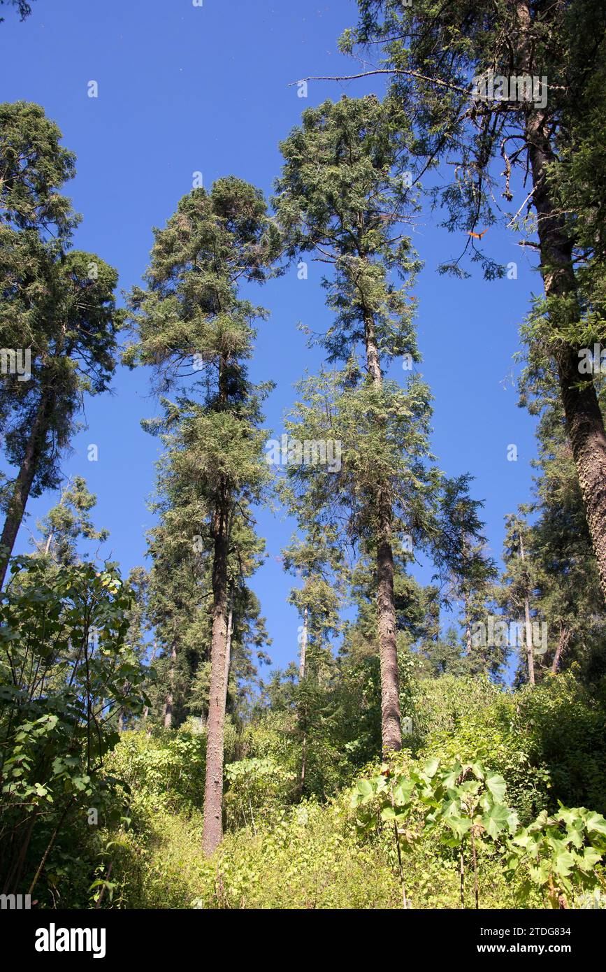 Oyamel or sacred fir (Abies religiosa) is a coniferous tree native to ...