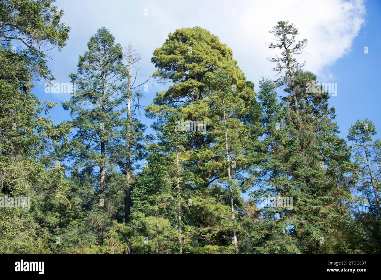 Oyamel or sacred fir (Abies religiosa) is a coniferous tree native to ...