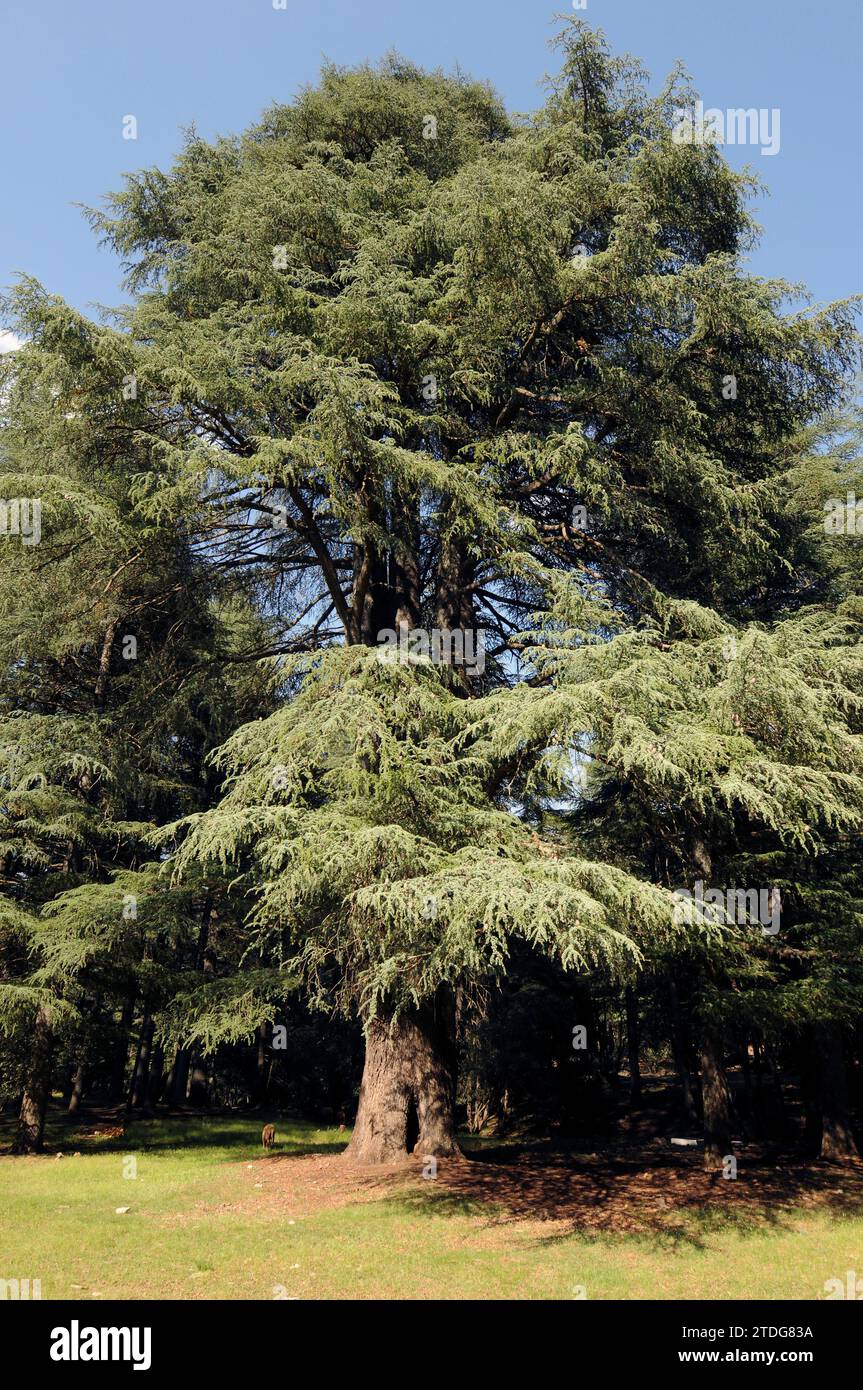 Cedar tree morocco hi-res stock photography and images - Alamy