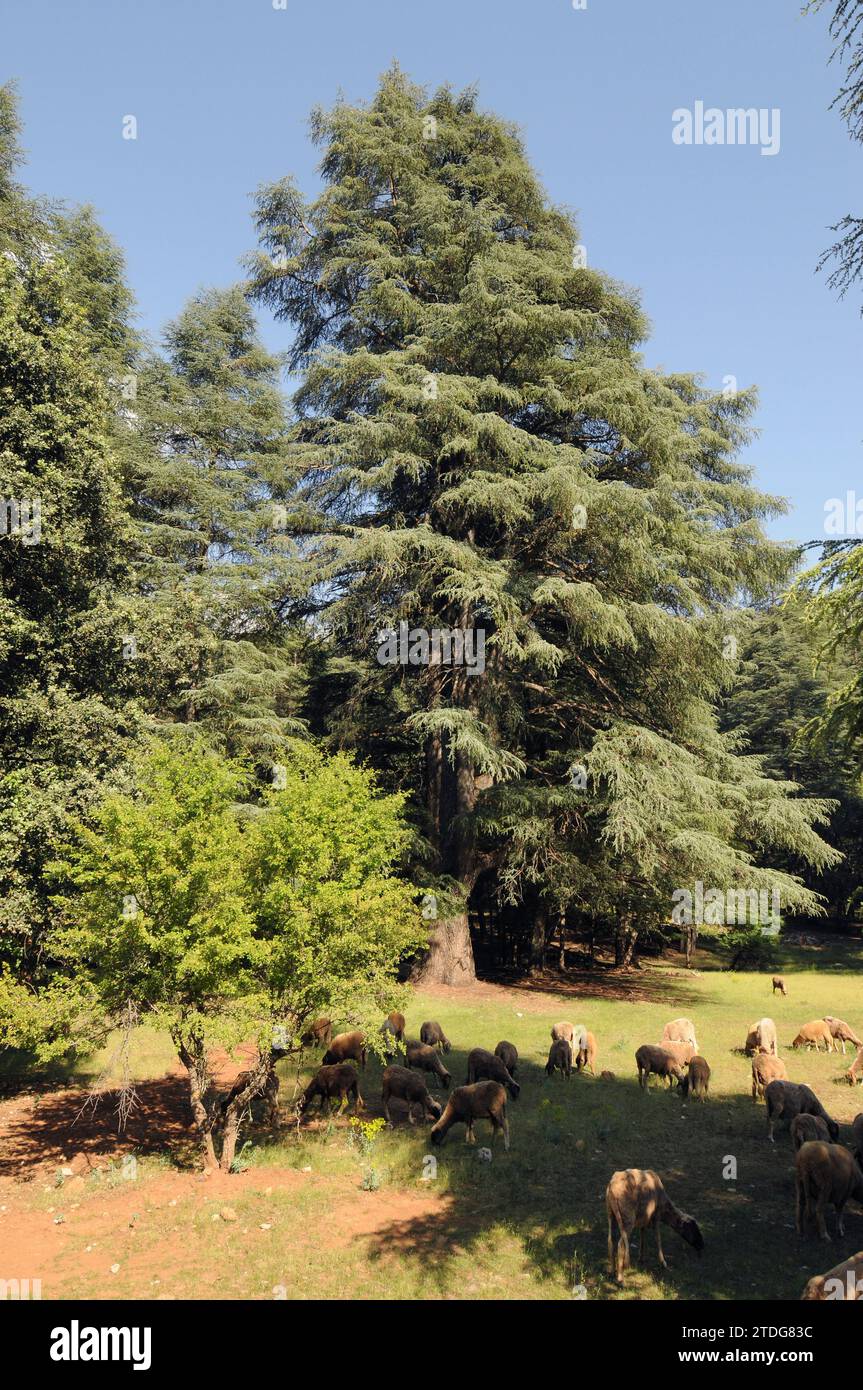 Atlas cedar (Cedrus atlantica) is a coniferous tree native to Atlas ...