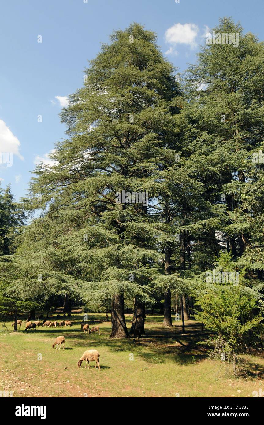Atlas cedar (Cedrus atlantica) is a coniferous tree native to Atlas ...