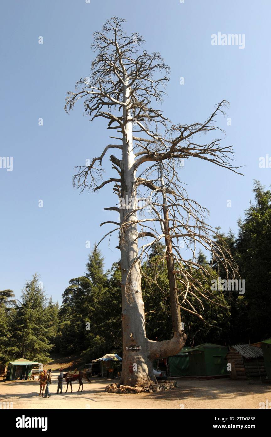 Dead cedar tree hi-res stock photography and images - Alamy