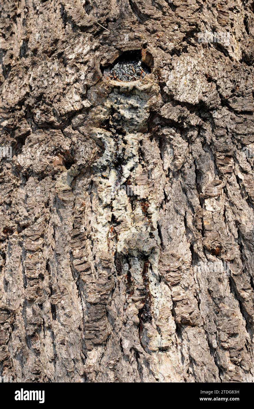 Atlas cedar (Cedrus atlantica) is a coniferous tree native to Atlas ...