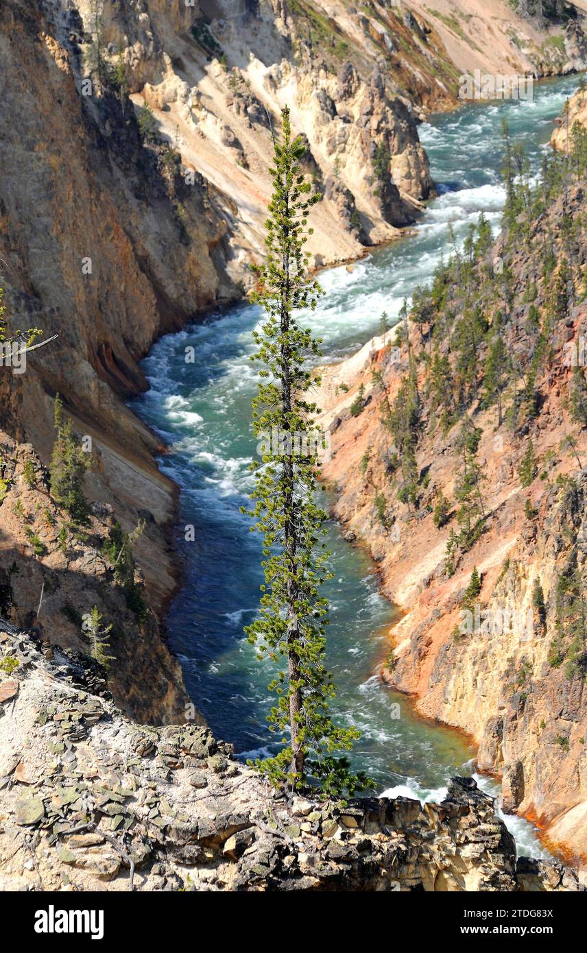 Lodgepole pine (Pinus contorta) is a coniferous tree native to western ...