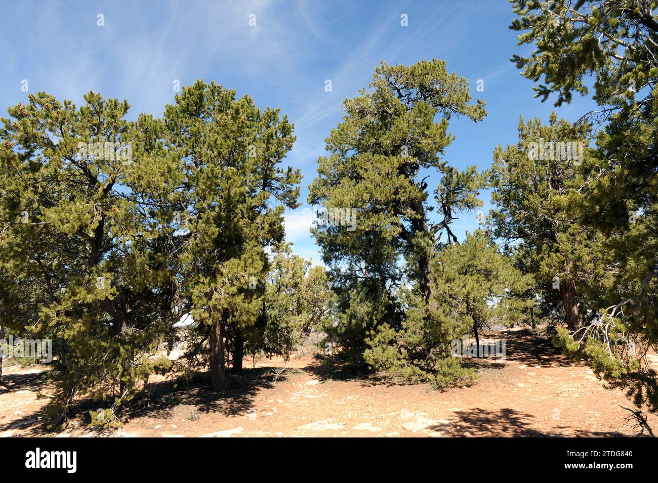 Colorado pinyon or pinyon pine (Pinus edulis) is a coniferous tree ...