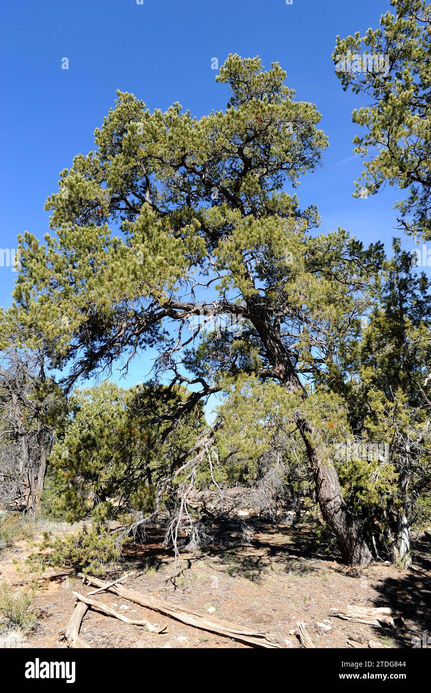 Colorado pinyon or pinyon pine (Pinus edulis) is a coniferous tree ...