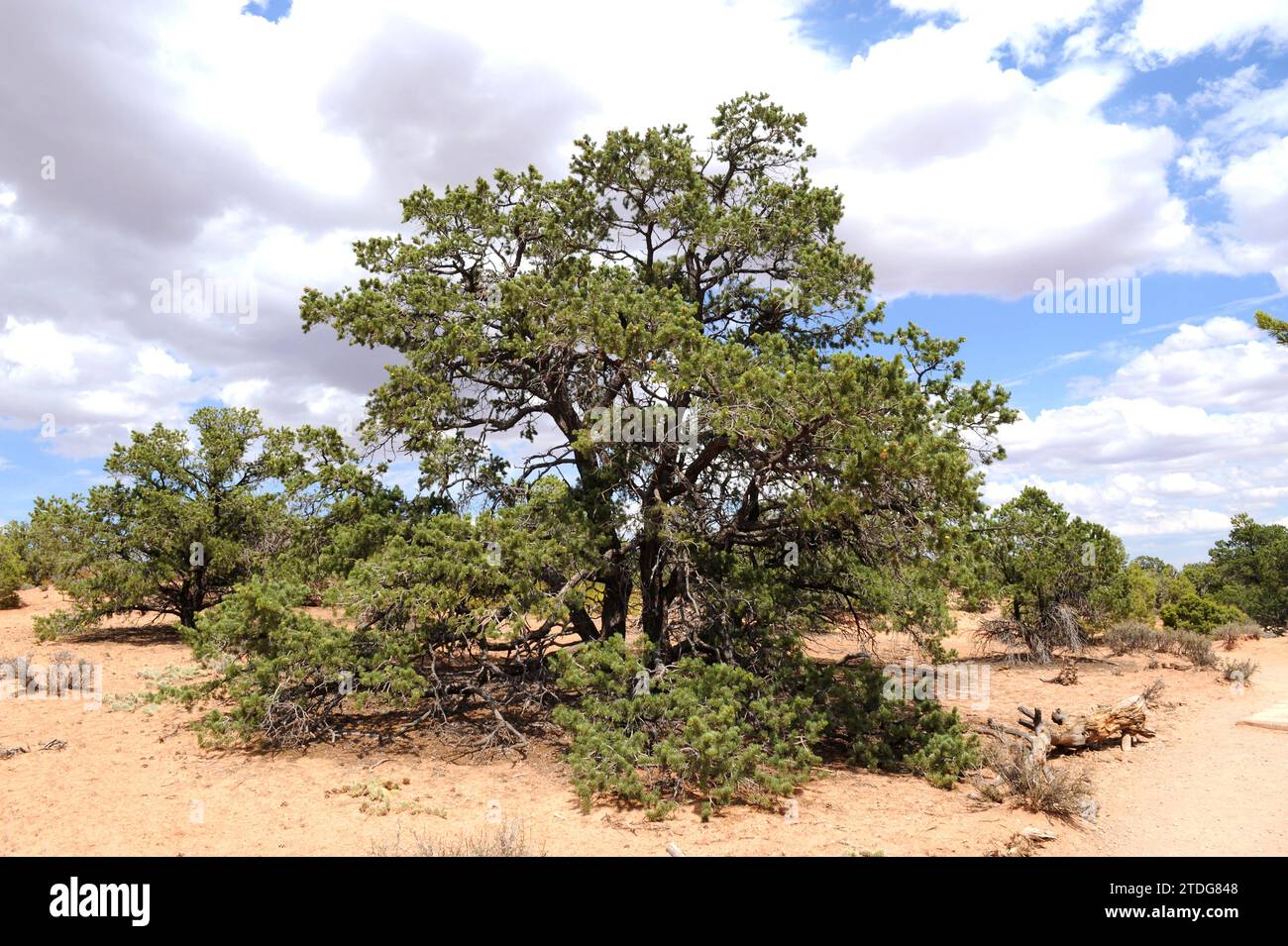 Pinus edulis hi-res stock photography and images - Alamy