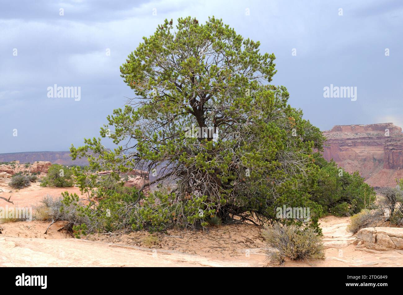 Colorado pinyon or pinyon pine (Pinus edulis) is a coniferous tree ...
