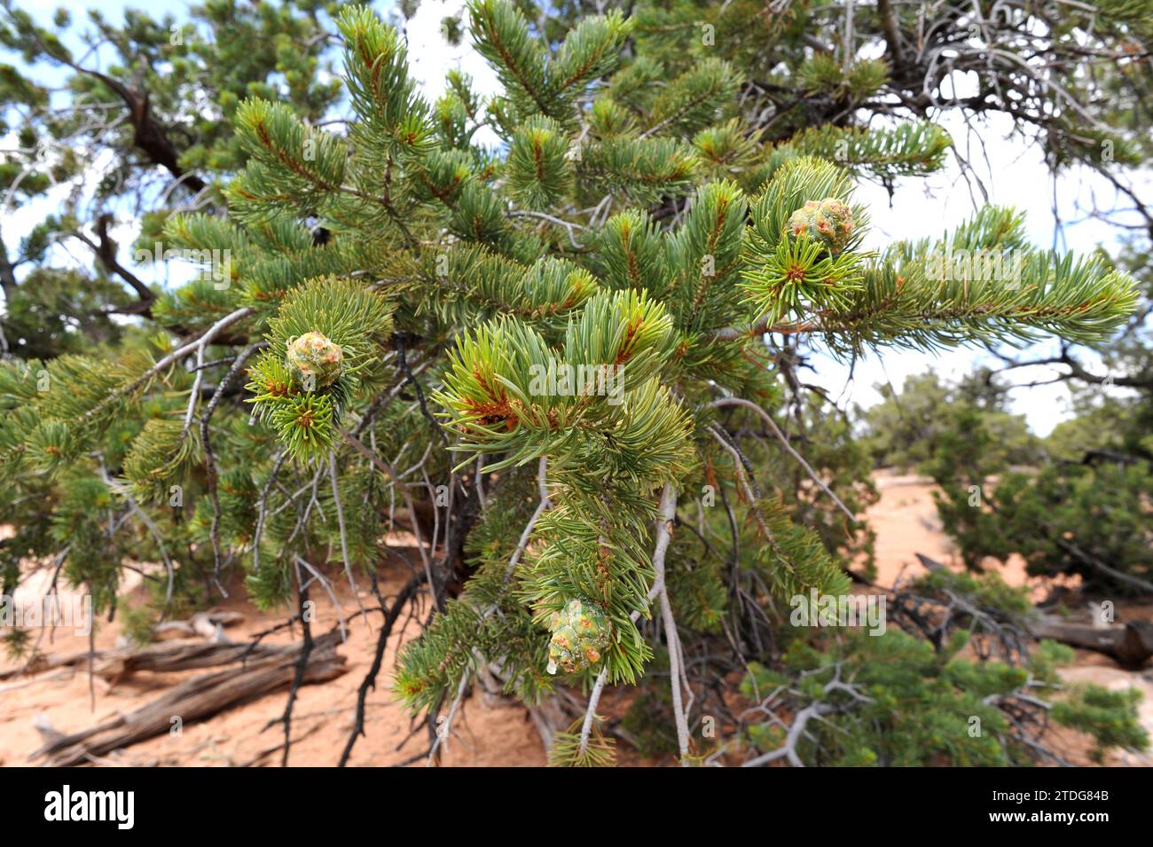 Colorado pinyon or pinyon pine (Pinus edulis) is a coniferous tree native to central-western USA ...