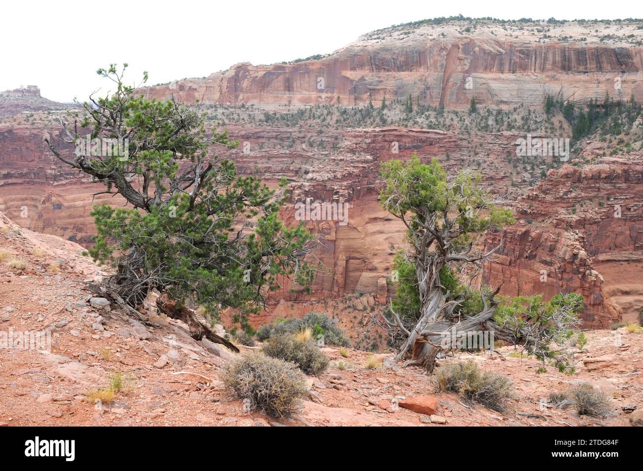 Colorado pinyon or pinyon pine (Pinus edulis) and Utah juniper ...