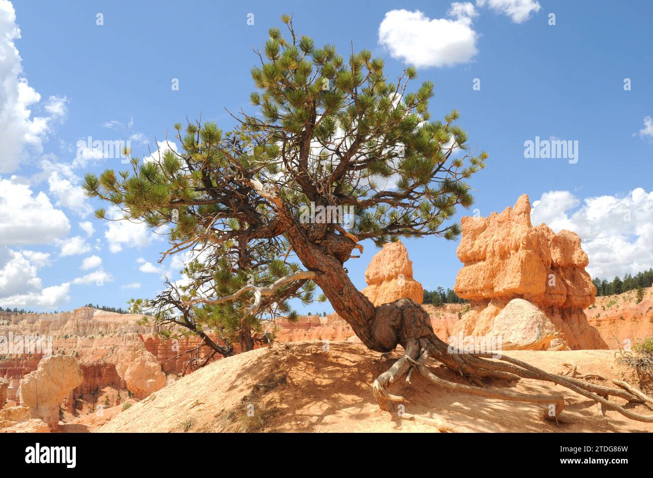 Limber pine (Pinus flexilis) is a coniferous tree native to western ...