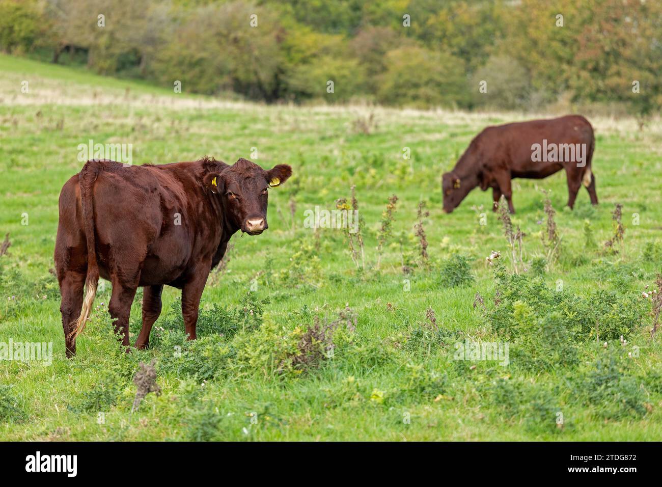 Sussex cattle hi-res stock photography and images - Alamy