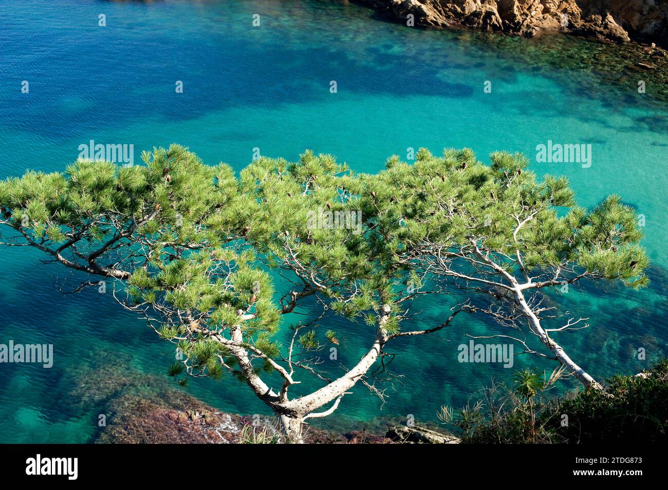 Aleppo pine (Pinus halepensis) is a coniferous tree native to ...