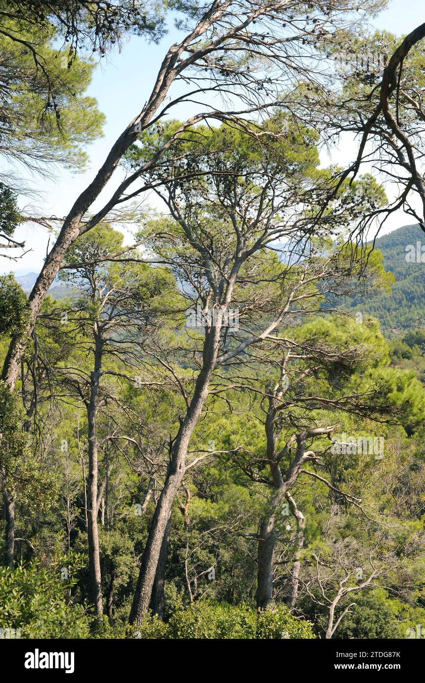Aleppo pine (Pinus halepensis) is a coniferous tree native to ...