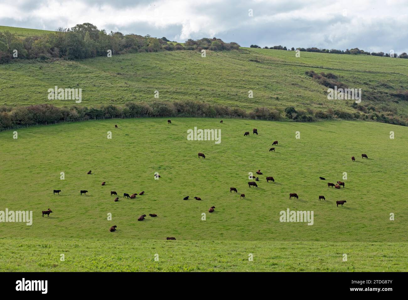 Cattle beeding hi-res stock photography and images - Alamy