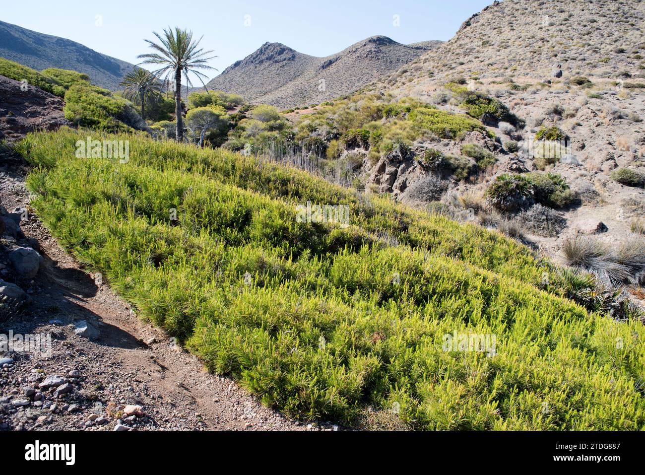 Aleppo pine (Pinus halepensis) is a coniferous tree native to ...