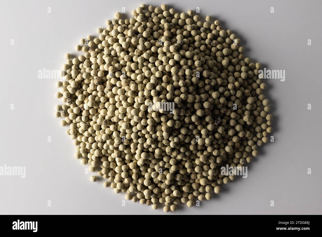 Dry white pepper seeds piled up in circle shape isolated on white ...