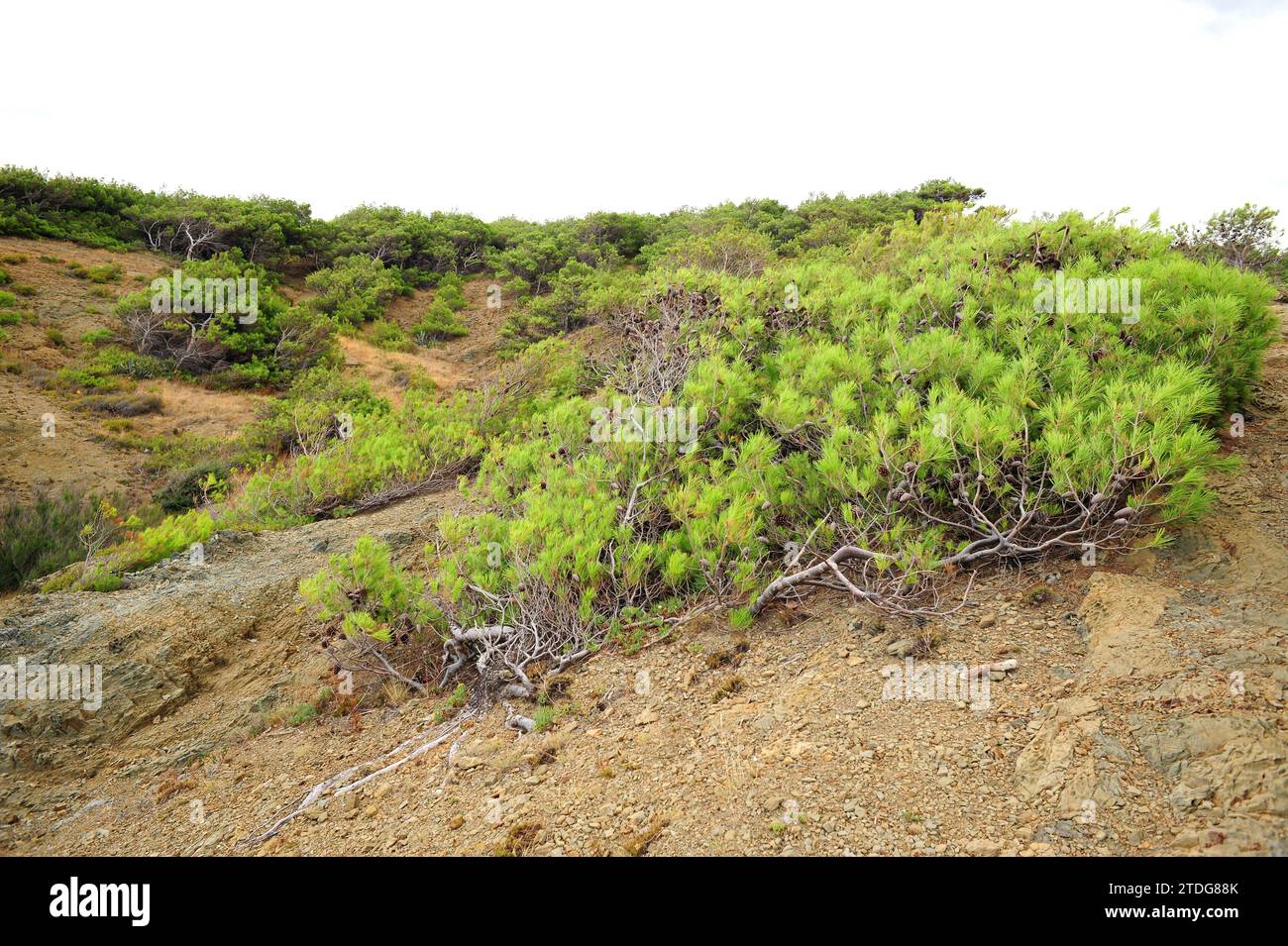 Aleppo pine (Pinus halepensis) is a coniferous tree native to ...