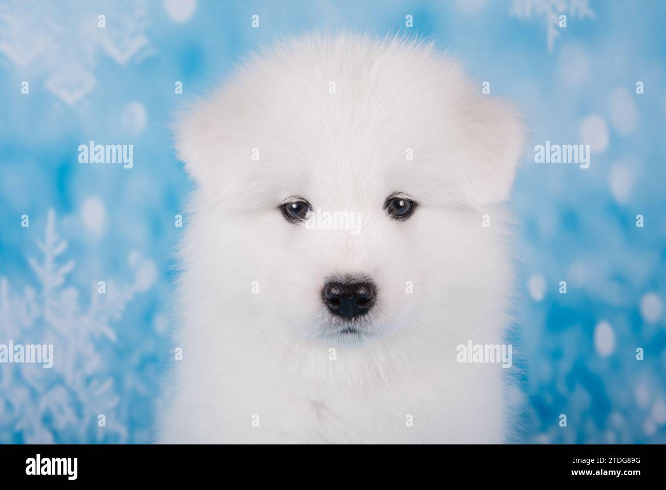 White fluffy small Samoyed puppy dog muzzle close up Stock Photo - Alamy