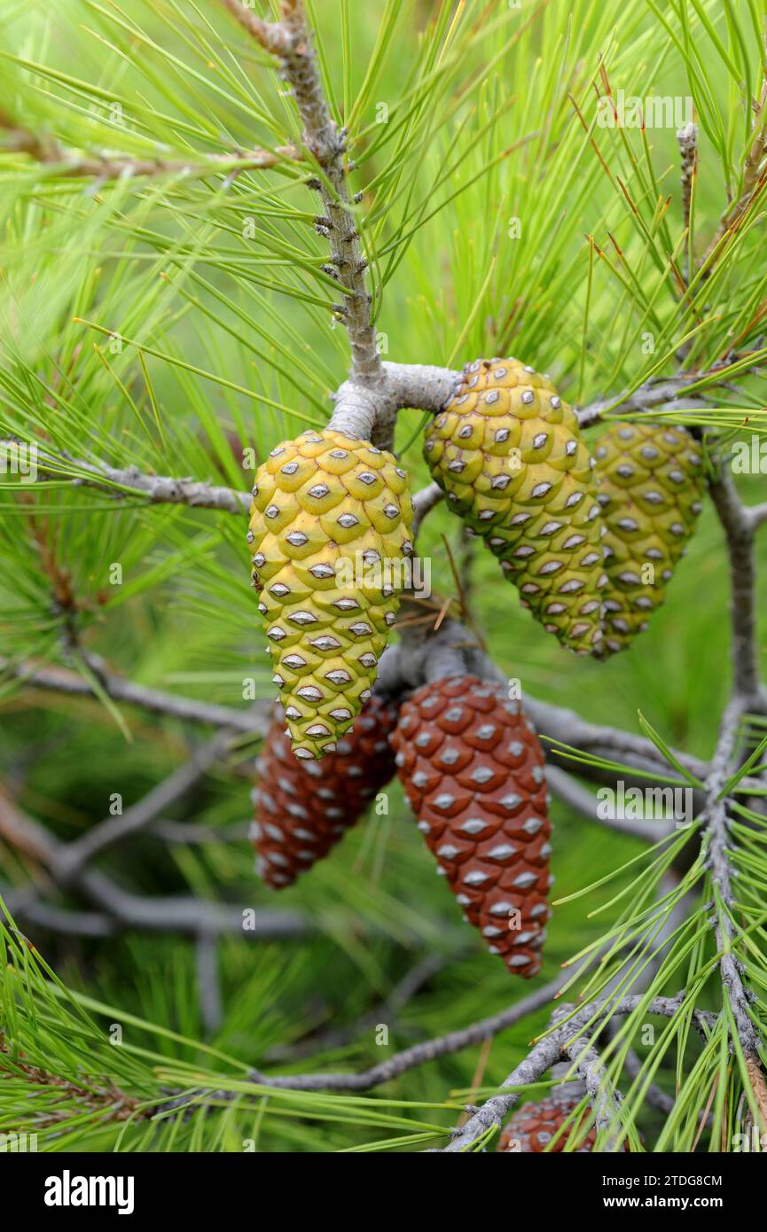 Aleppo pine (Pinus halepensis) is a coniferous tree native to ...