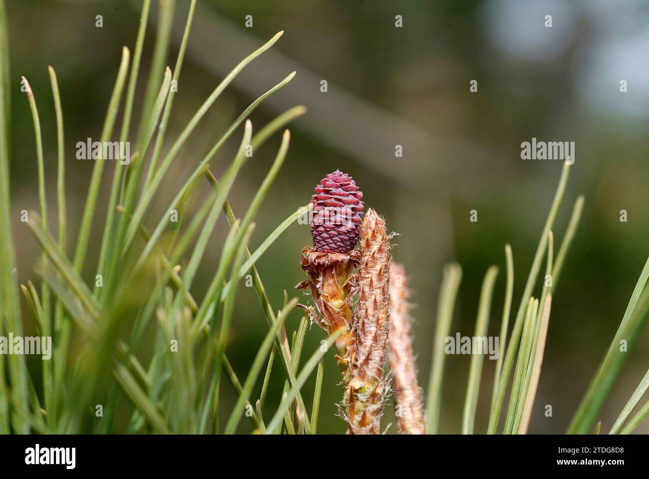 Flower of th hi-res stock photography and images - Alamy