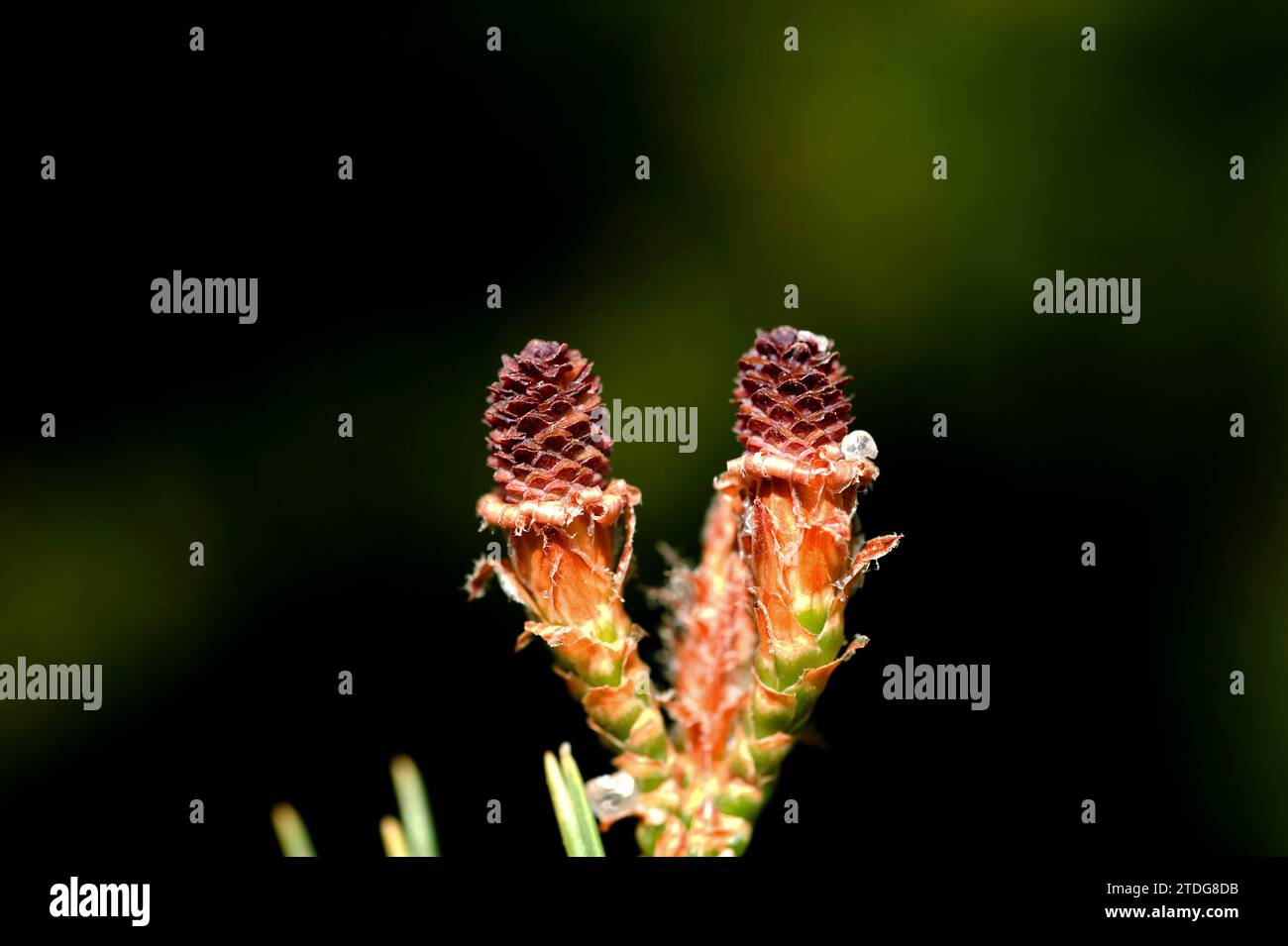 Pino carrasco hi-res stock photography and images - Alamy