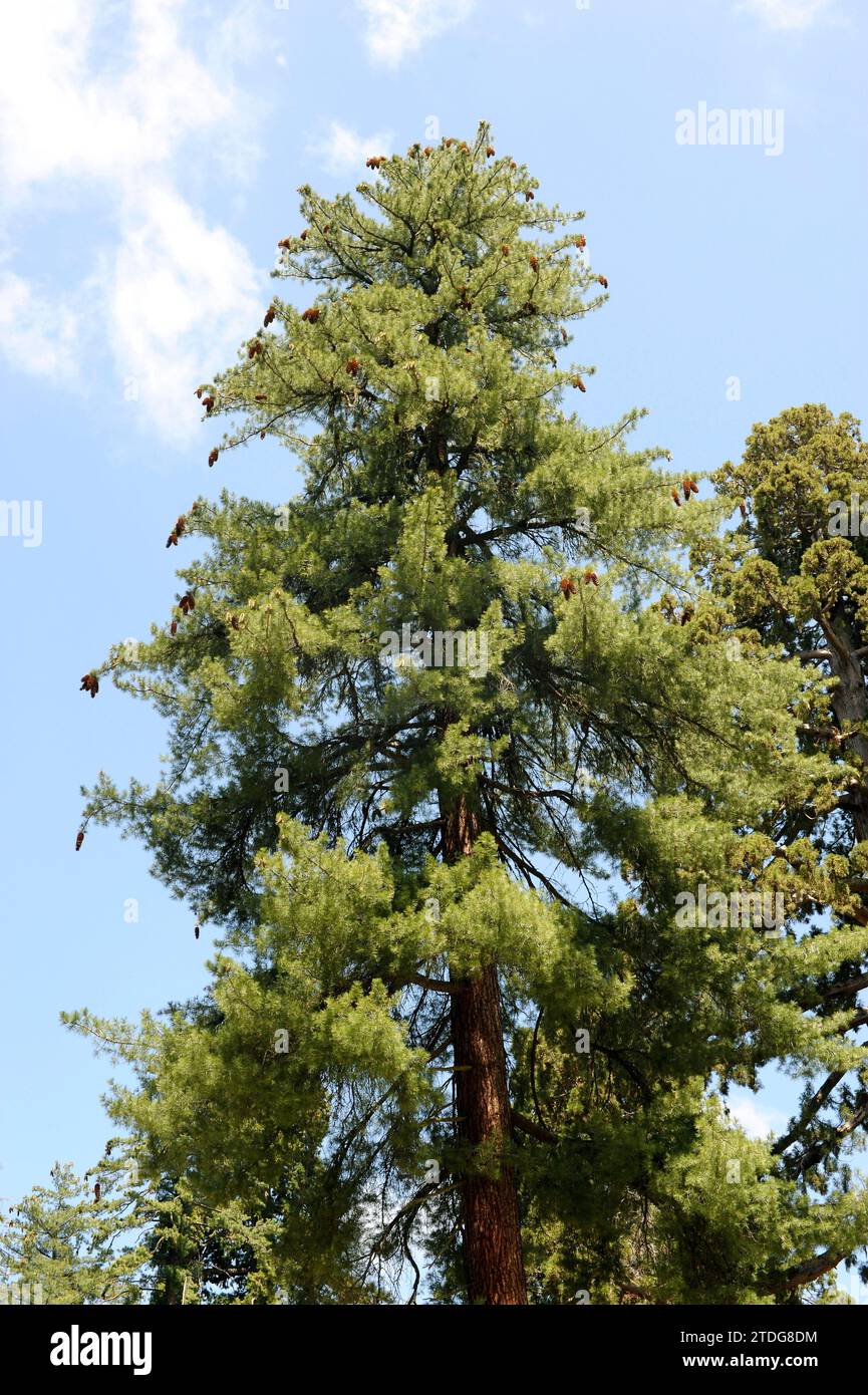 Sugar pine (Pinus lambertiana) is a coniferous tree native to western ...