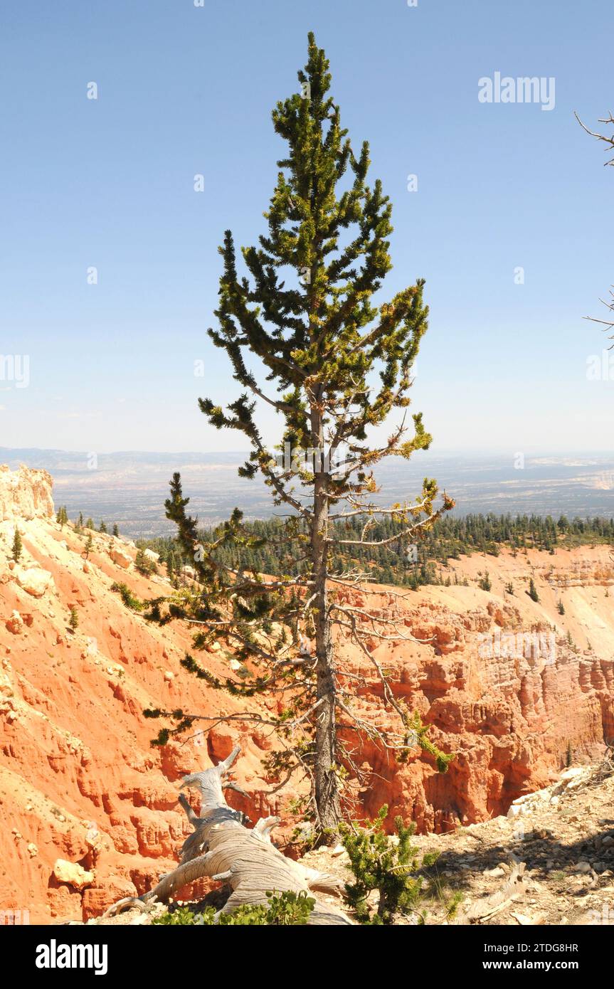 Great Basin bristlecone pine (Pinus longaeva) is a coniferous tree very ...