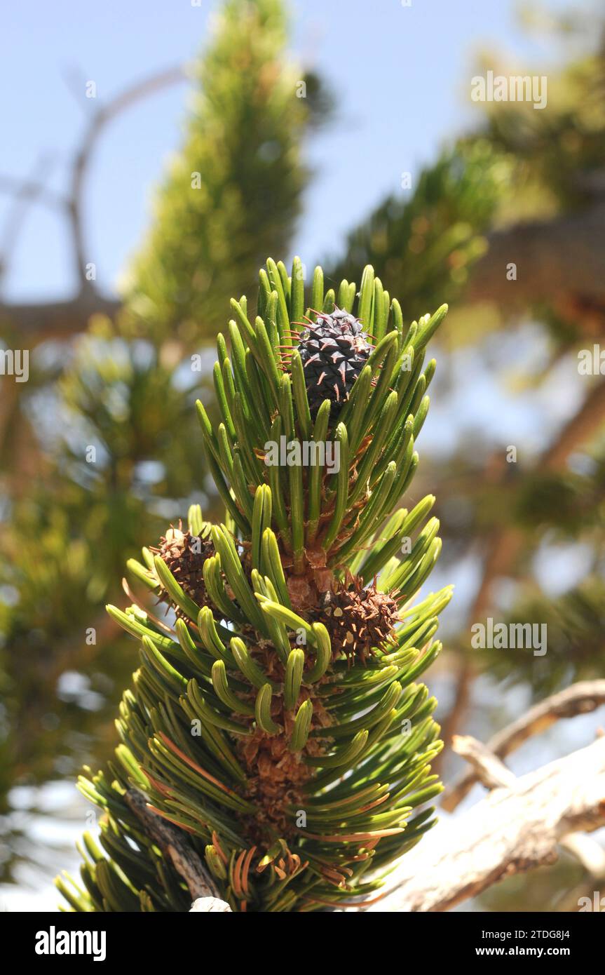 Great Basin bristlecone pine (Pinus longaeva) is a coniferous tree very ...