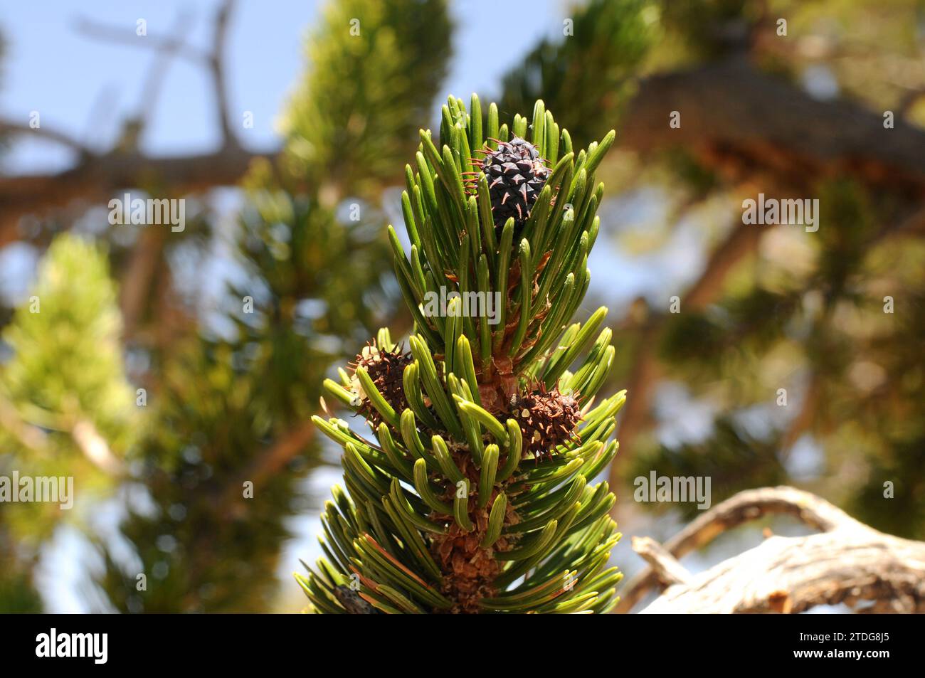 Great Basin bristlecone pine (Pinus longaeva) is a coniferous tree very ...