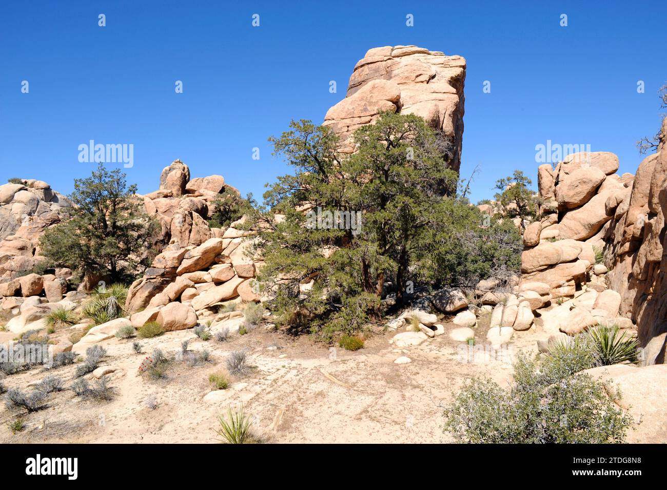 Single-leaf pinyon (Pinus monophylla) is a coniferous tree native to ...