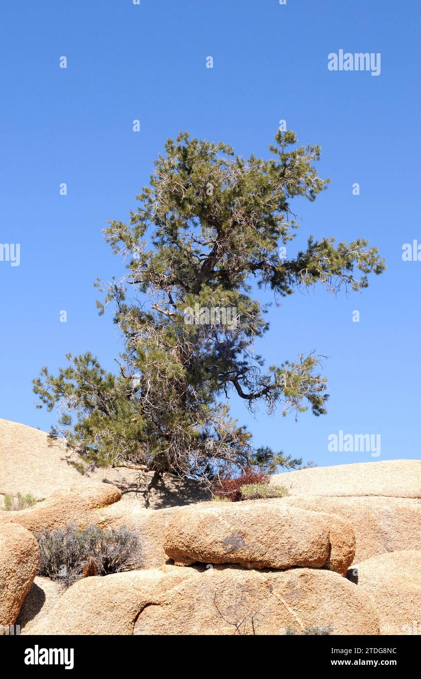 Single-leaf pinyon (Pinus monophylla) is a coniferous tree native to ...