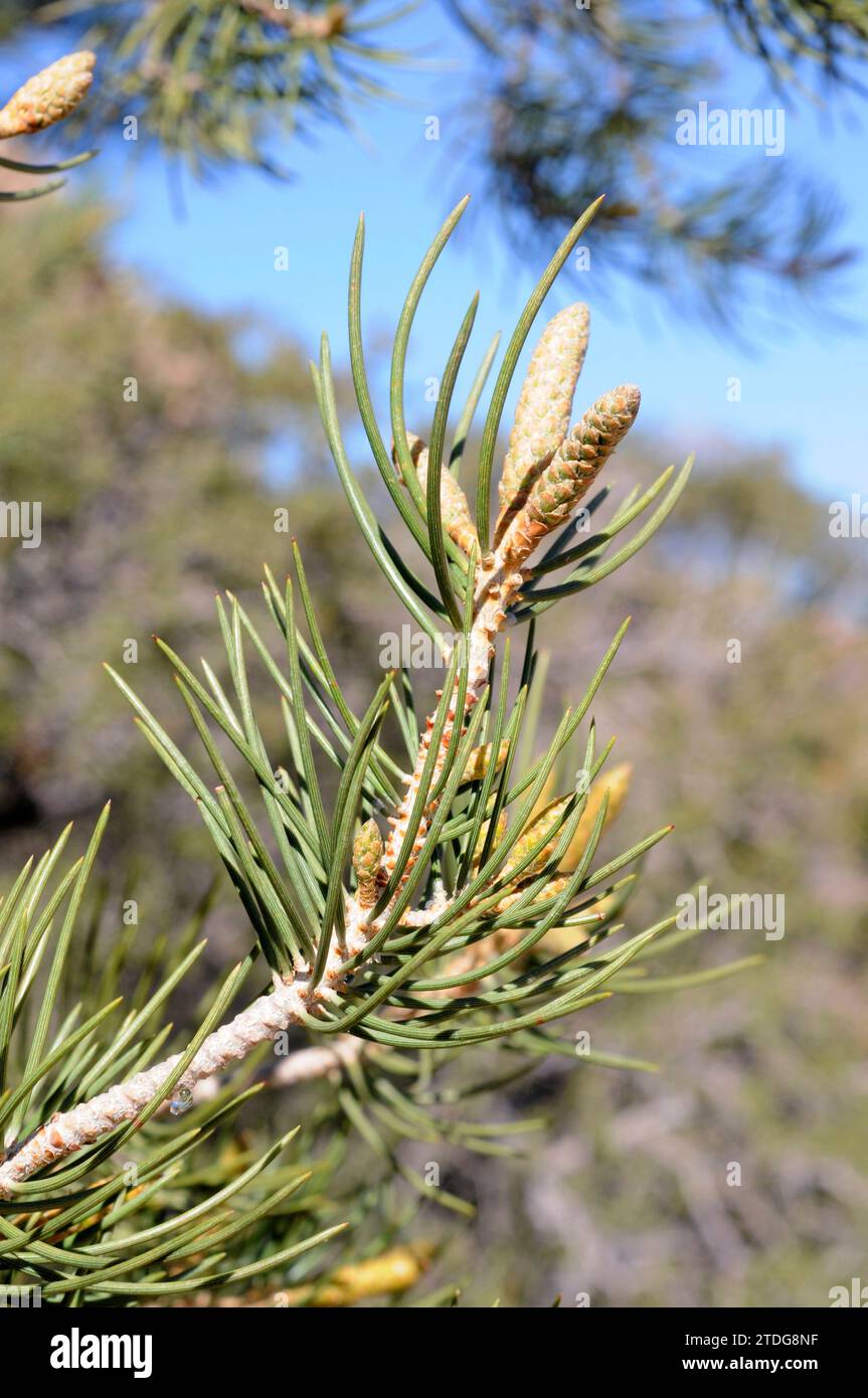 Single-leaf pinyon (Pinus monophylla) is a coniferous tree native to ...