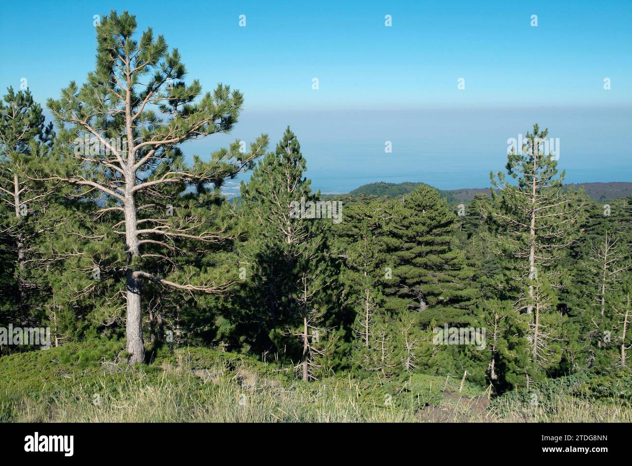 Calabrian pine (Pinus nigra calabrica) is a coniferous tree native to ...