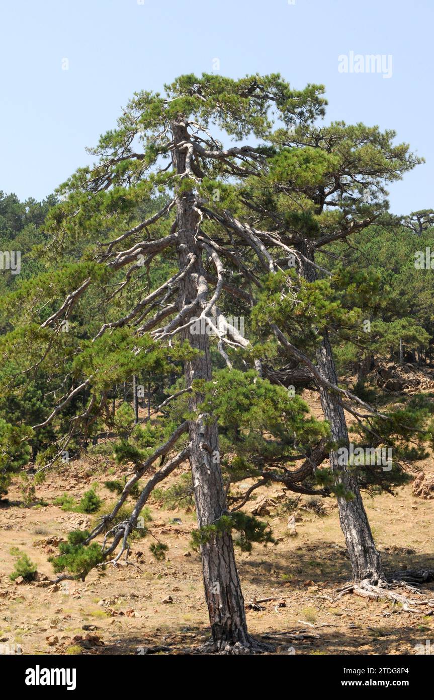 Pinus nigra caramanica hi-res stock photography and images - Alamy