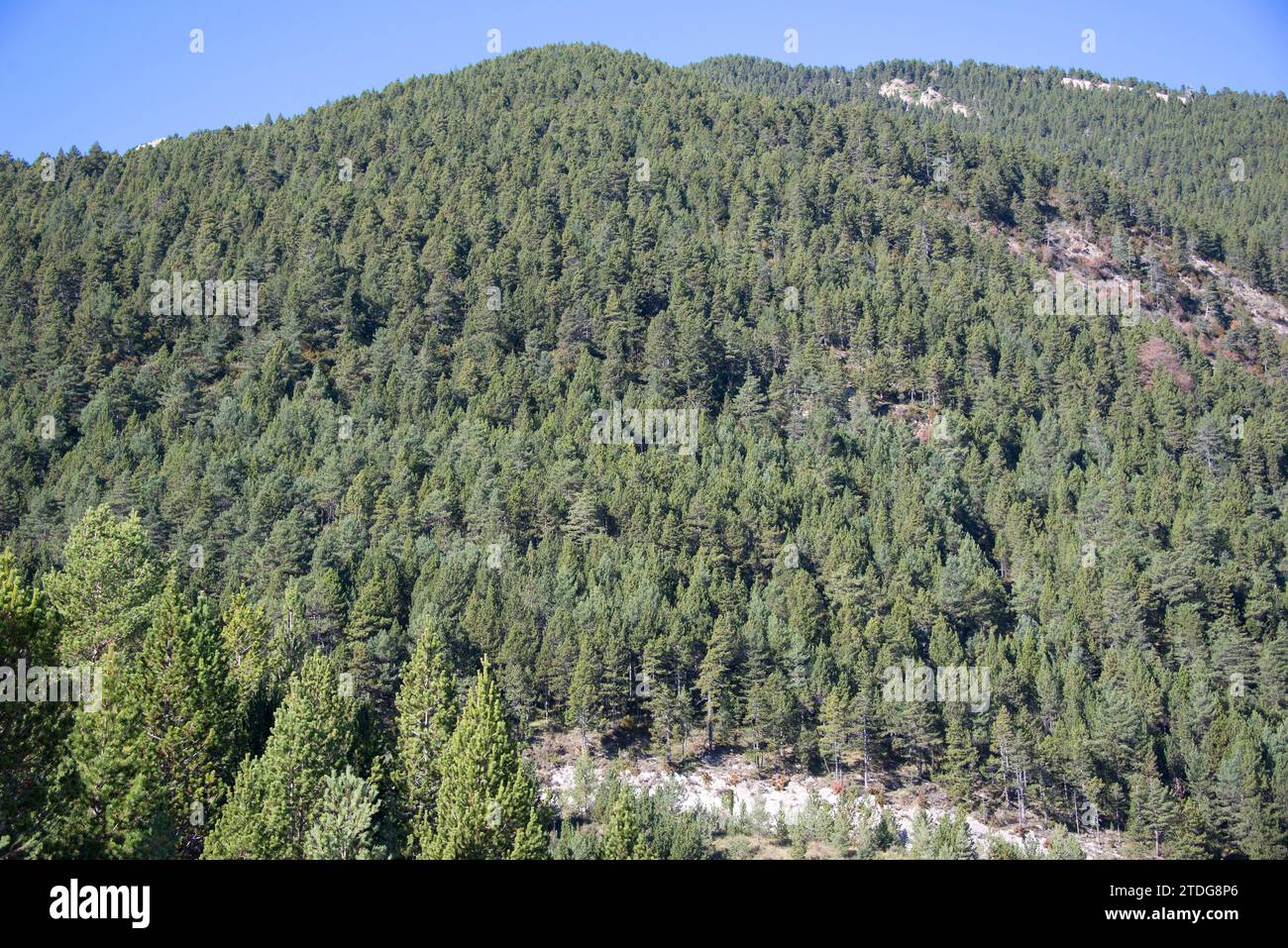 Pyreneean pine (Pinus nigra salzmannii) is a coniferous tree native to ...