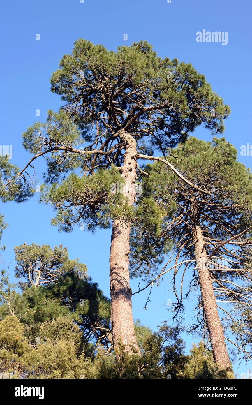 Pyreneean pine (Pinus nigra salzmannii) is a coniferous tree native to ...