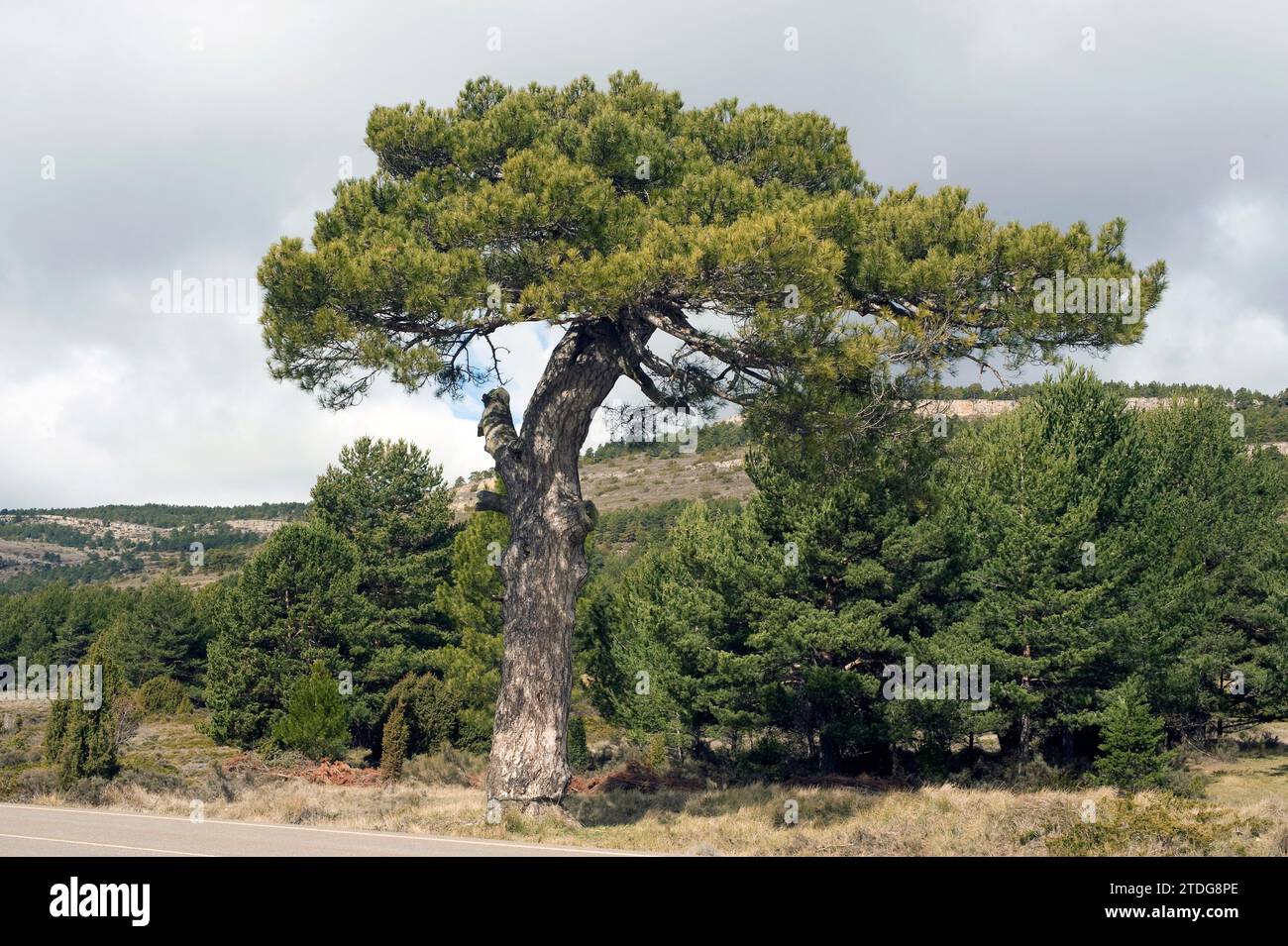 Pyreneean pine (Pinus nigra salzmannii) is a coniferous tree native to ...