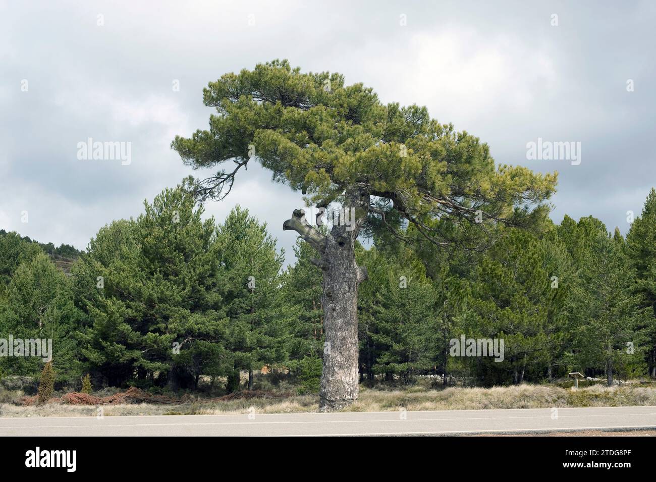 Singular tree hi-res stock photography and images - Alamy