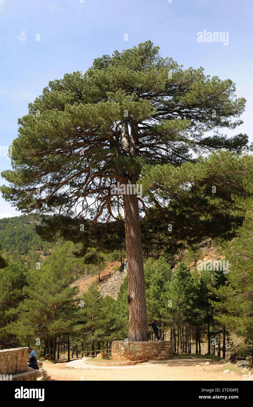 Pino del escobon hi-res stock photography and images - Alamy