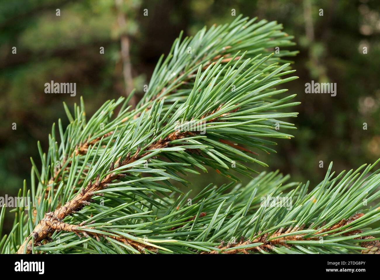 Pyreneean pine (Pinus nigra salzmannii) is a coniferous tree native to ...