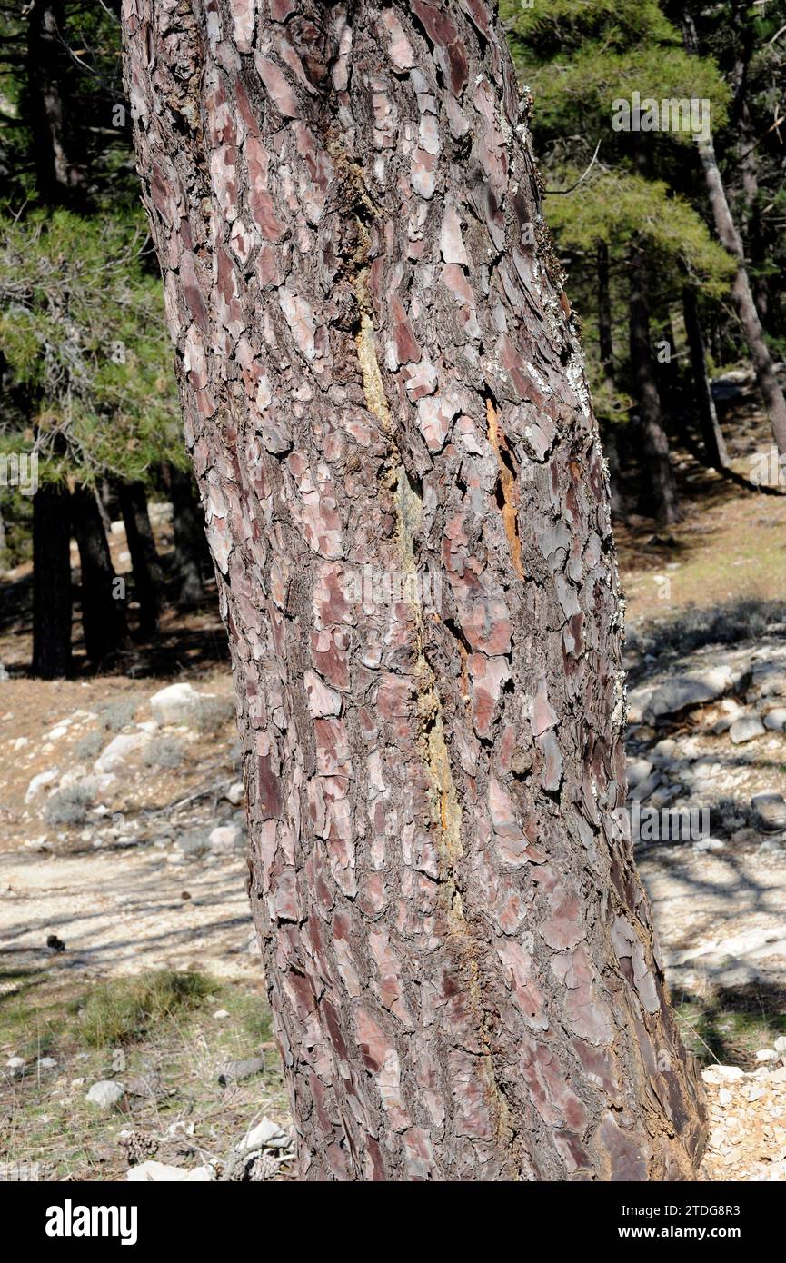 Pyreneean pine (Pinus nigra salzmannii) is a coniferous tree native to ...